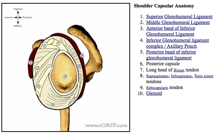 Arthroscopic Capsular Release 29825 EORIF Arthroscopic Capsular Release 29825 EORIF